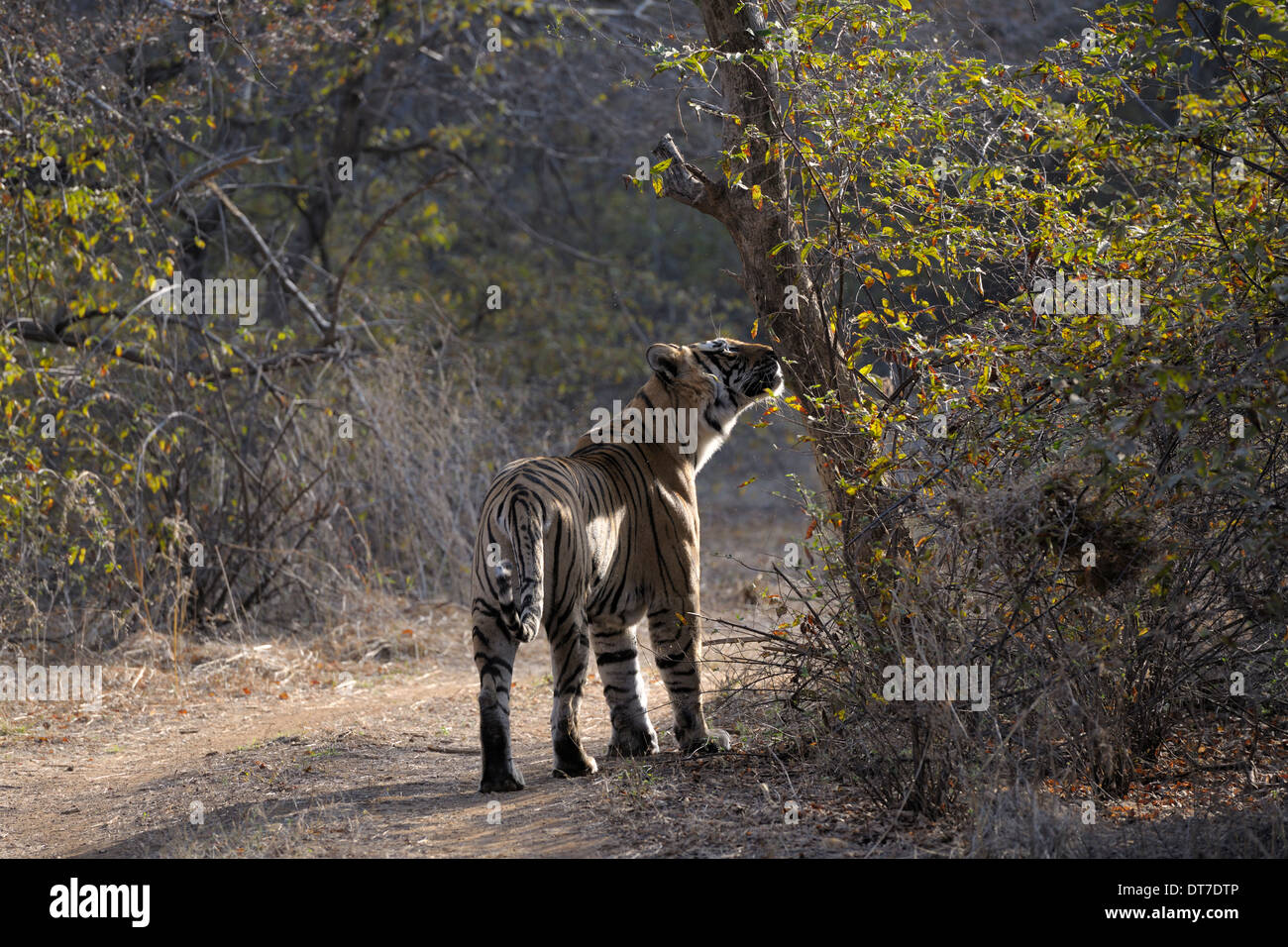 Tiger marking tree High Resolution Stock Photography and Images - Alamy