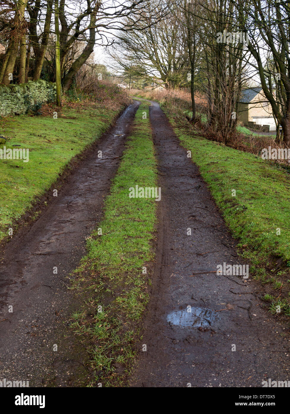 Country lane with trees hi-res stock photography and images - Alamy