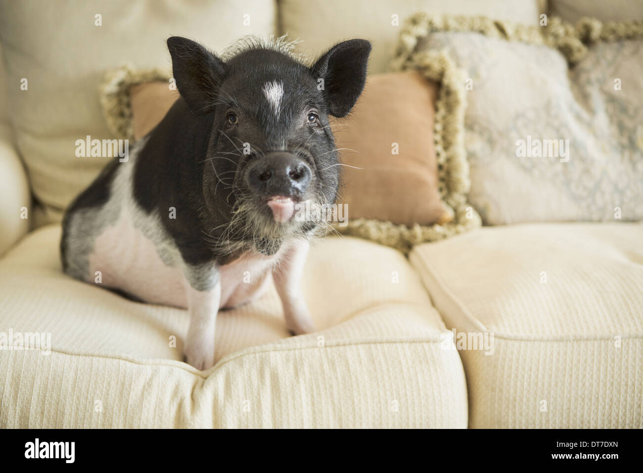 A pot bellied pig sitting on the cushions of a sofa in an elegant ...