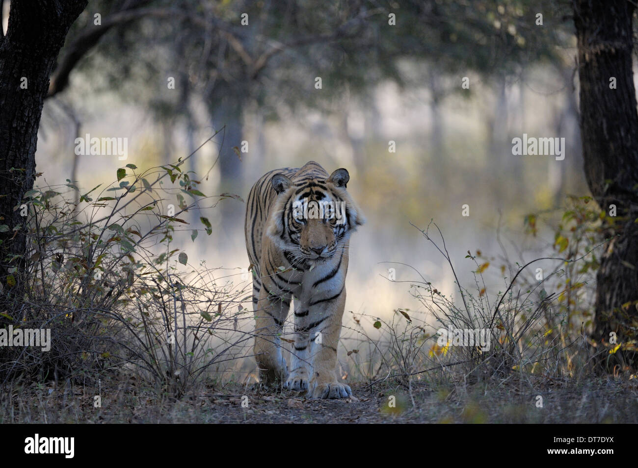 Bengal tiger camouflage hi-res stock photography and images - Alamy