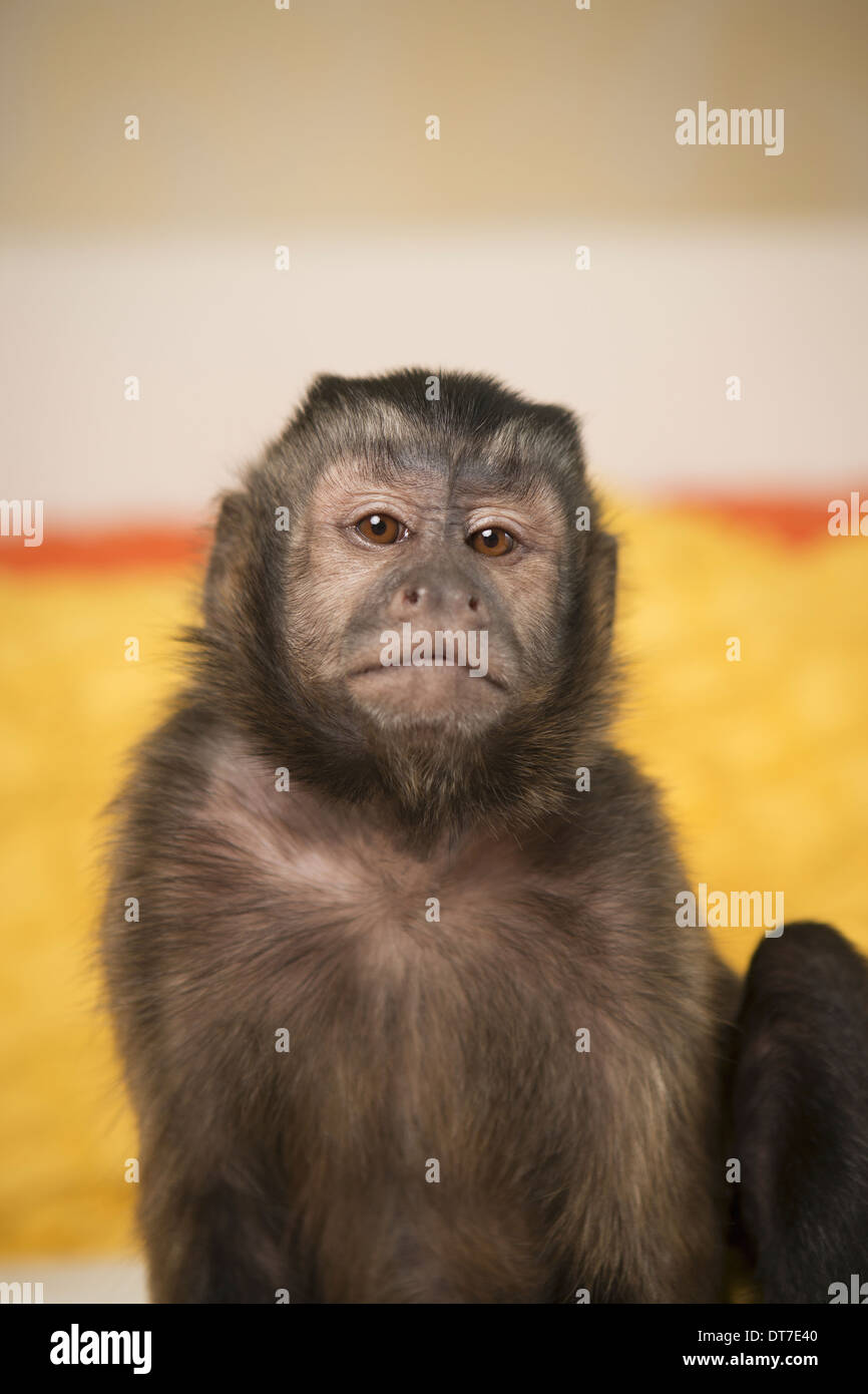 A capuchin monkey seated on a bed in a bedroom Austin Texas USA Stock ...