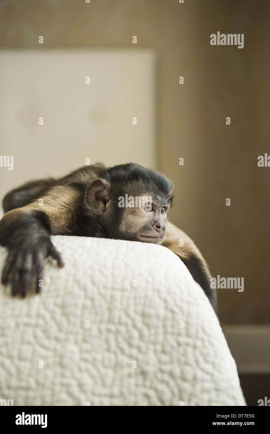Monkey hand on head hi-res stock photography and images - Alamy