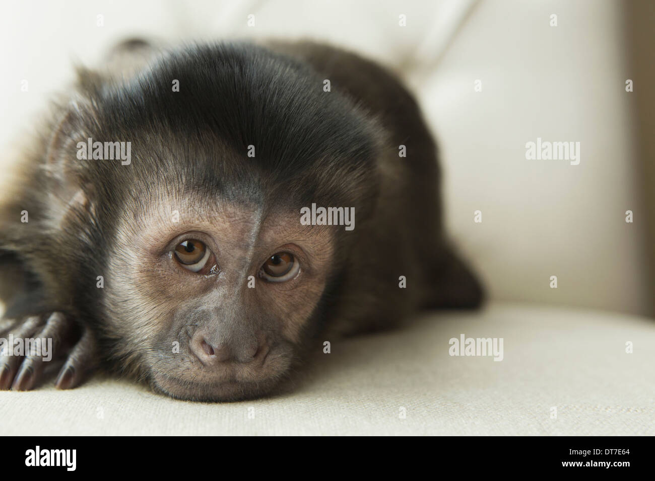 Monkey looking camera hi-res stock photography and images - Alamy