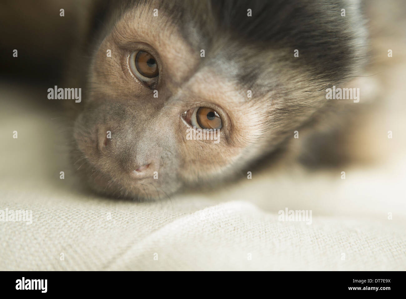 Monkey looking camera hi-res stock photography and images - Alamy