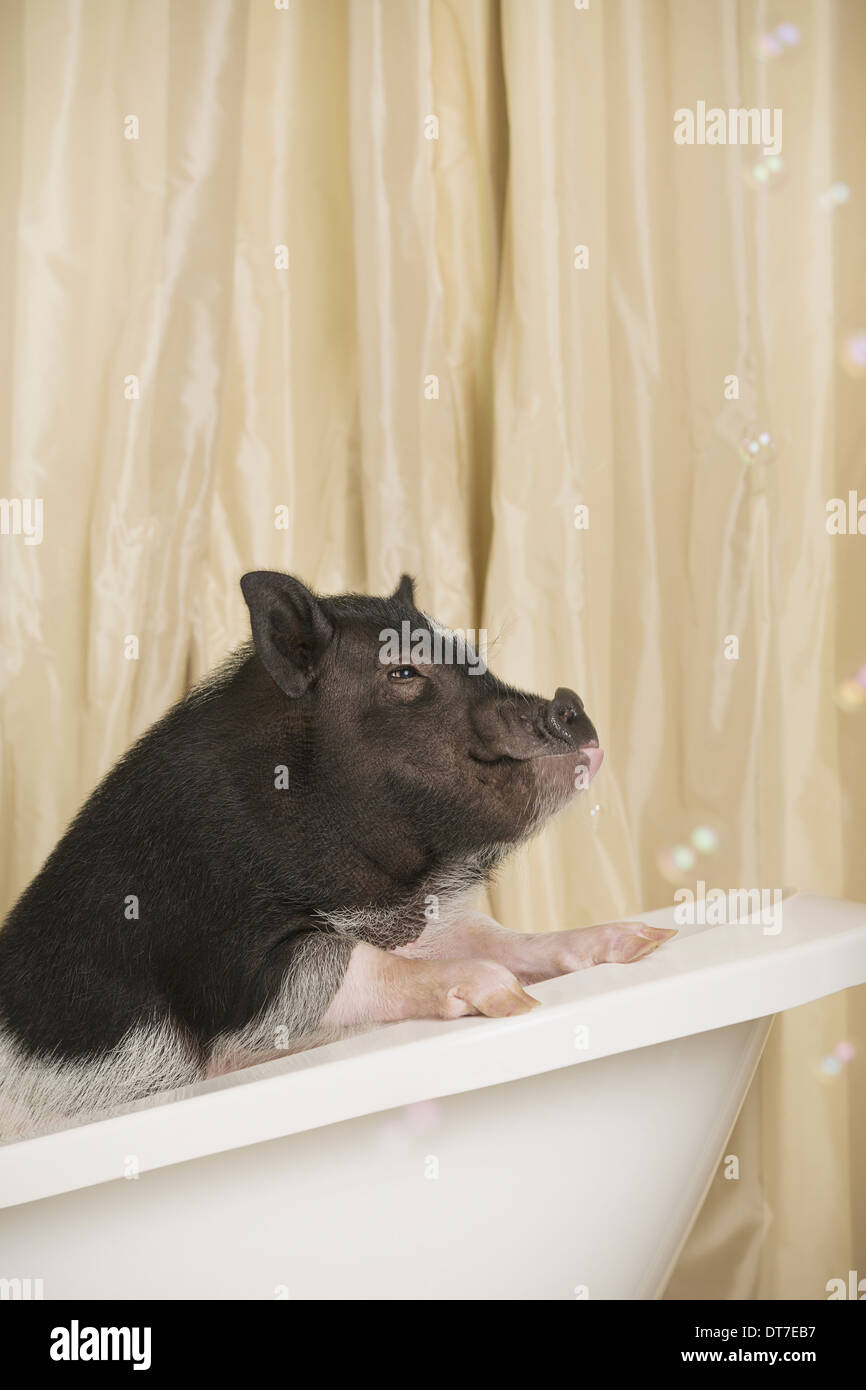 A mini pot bellied pig in a bathtub looking through the shower curtain ...