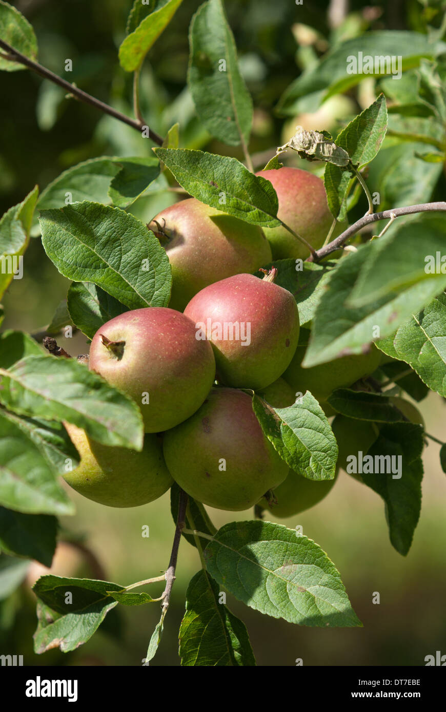 Victorian apple orchard hi-res stock photography and images - Alamy