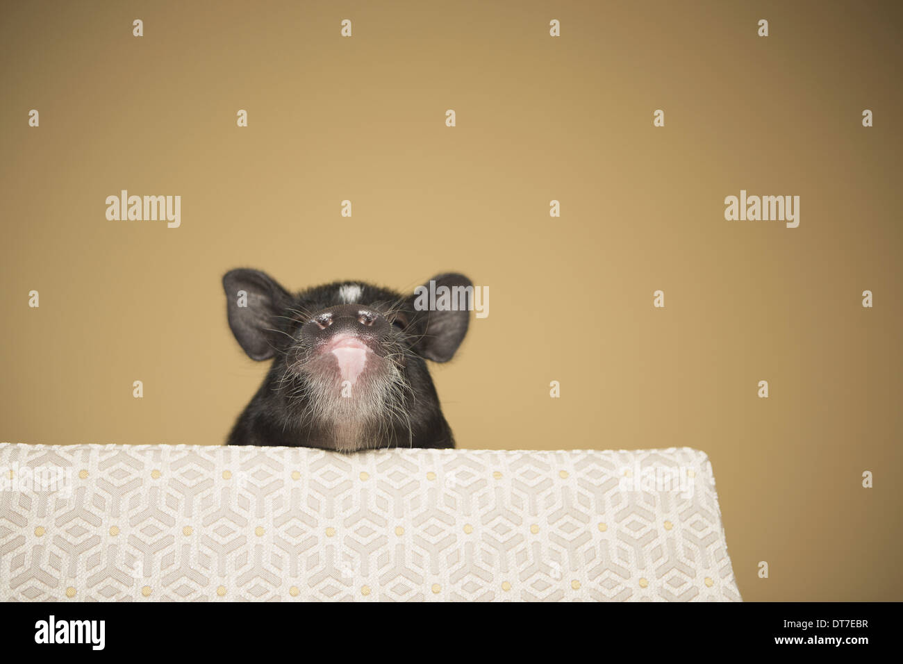 A small pig peering over the edge of a bed in a domestic house Austin ...