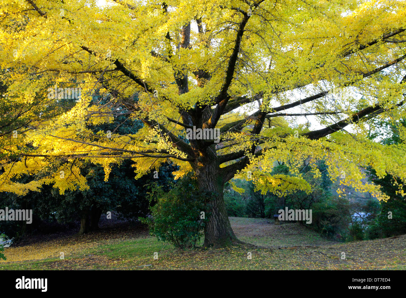 Ginkgo tree in autumn color at Sayama Shizen-koen park Tokorozawa ...