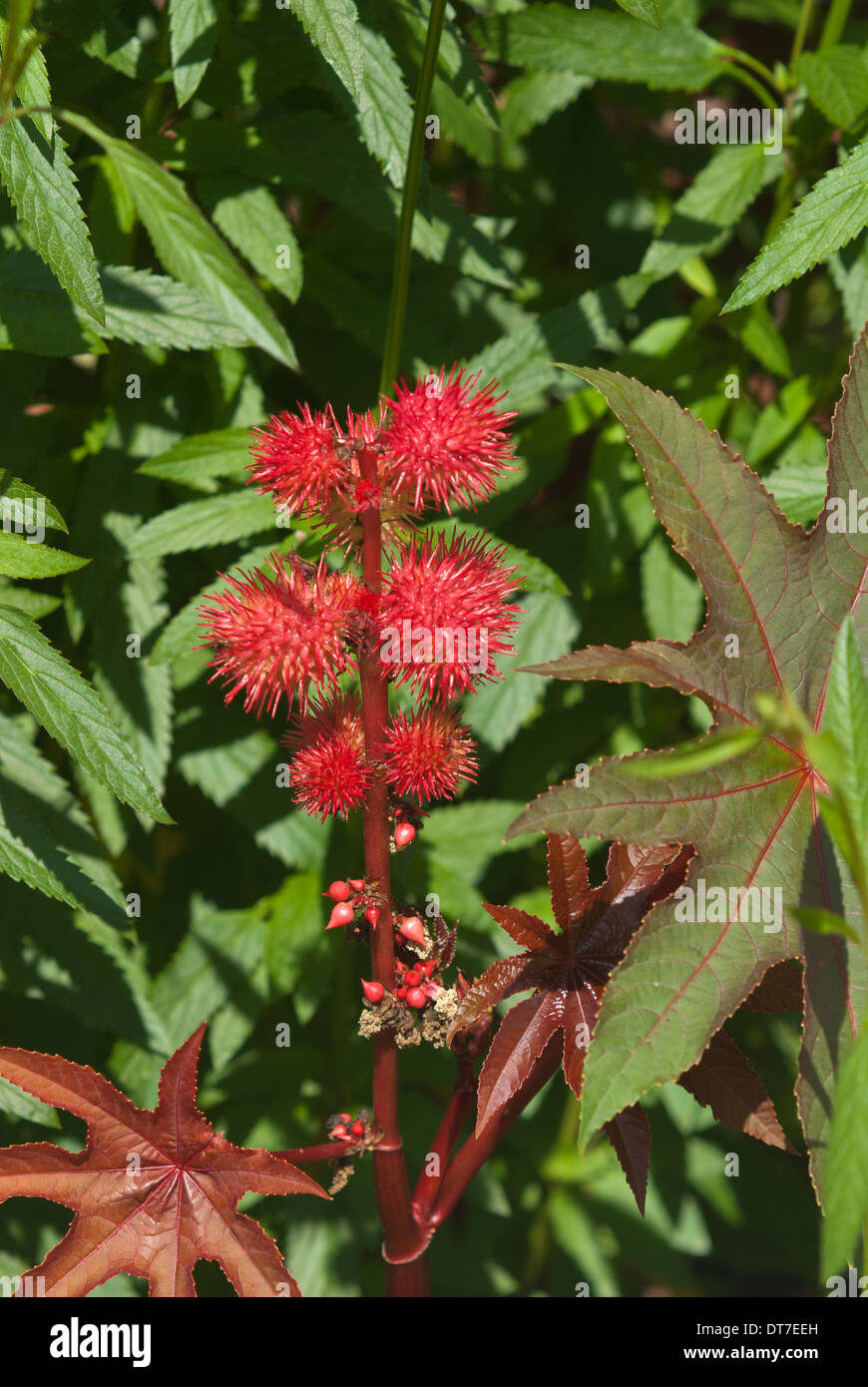 Ricin plants hi-res stock photography and images - Alamy