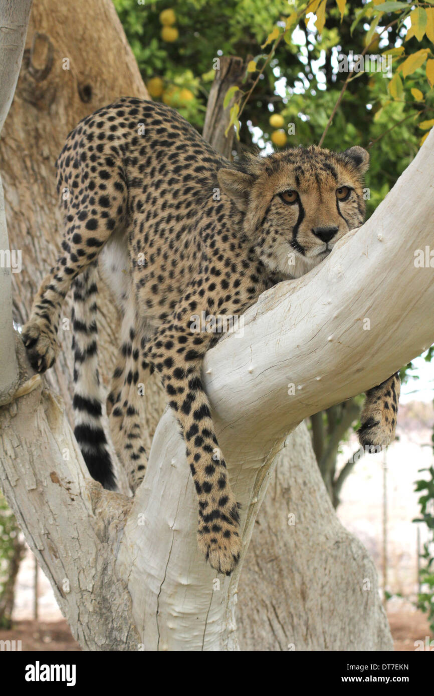 Cheetah lying along a branch in Namibia.Africa Stock Photo - Alamy