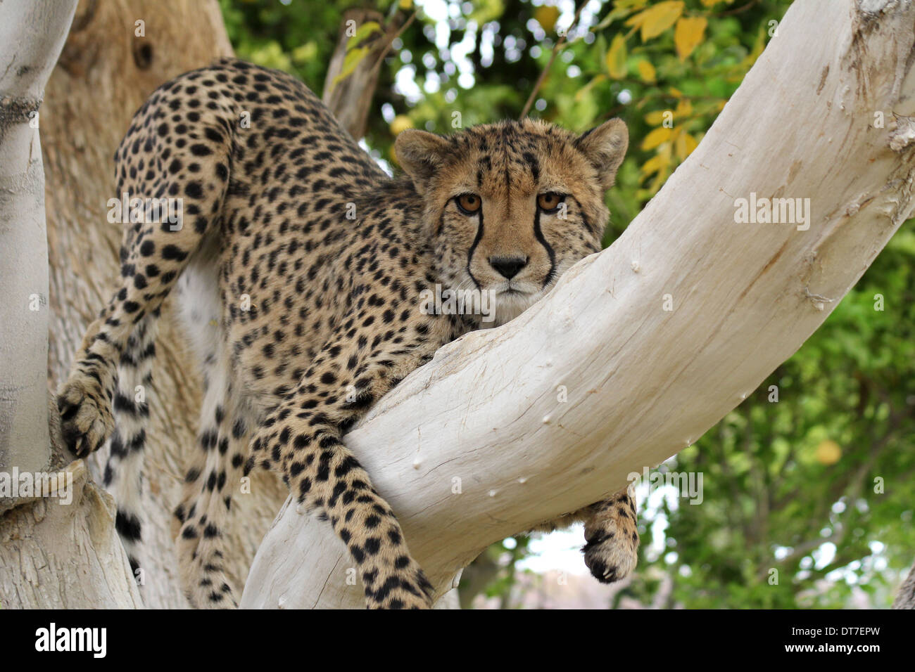 Cheetah In A Tree