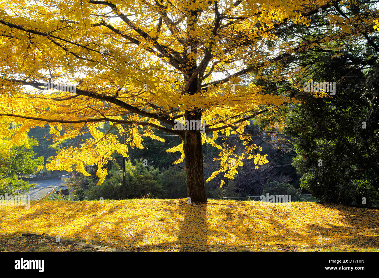 Ginkgo tree hi-res stock photography and images - Alamy