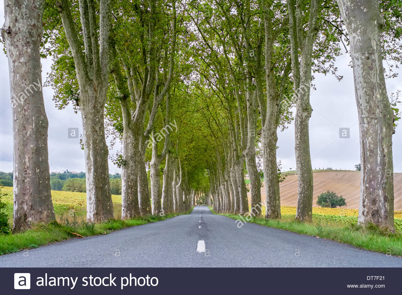 Platanus X Acerifolia Plane Trees High Resolution Stock Photography and ...