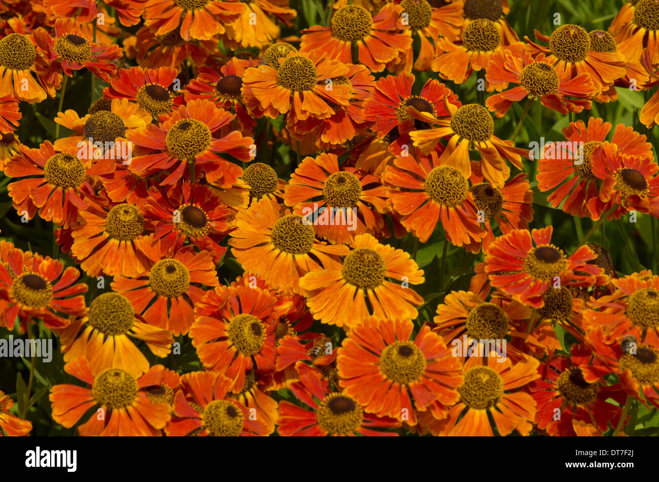 Gold helenium hi-res stock photography and images - Alamy