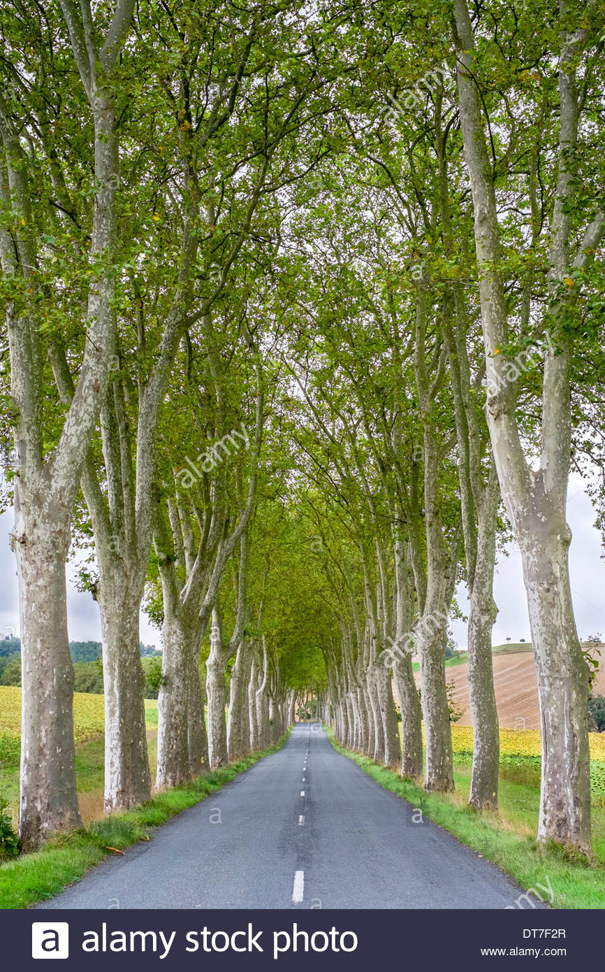 Hybrid Plane Tree High Resolution Stock Photography and Images - Alamy