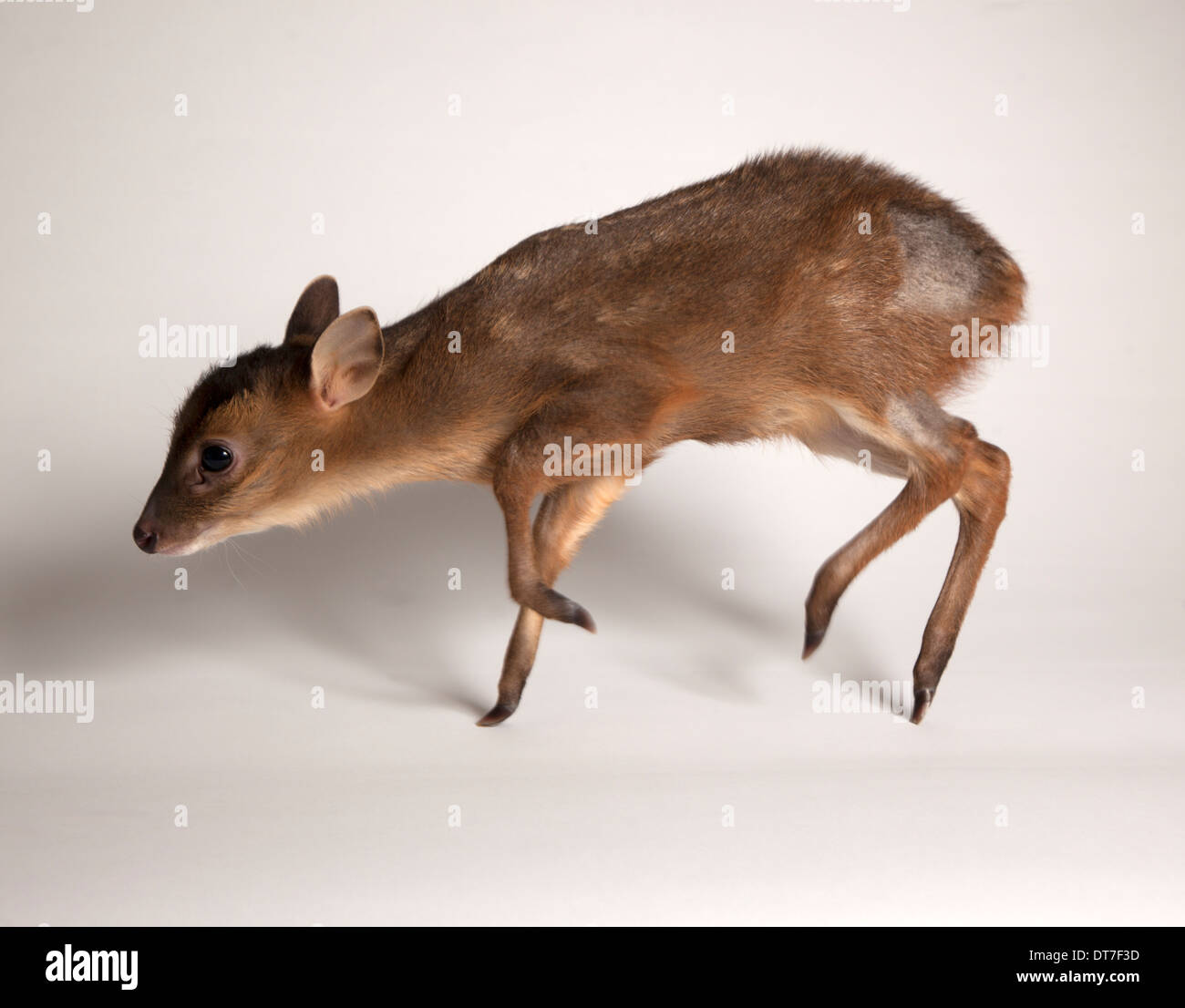 Juvenile muntjac deer hi-res stock photography and images - Alamy