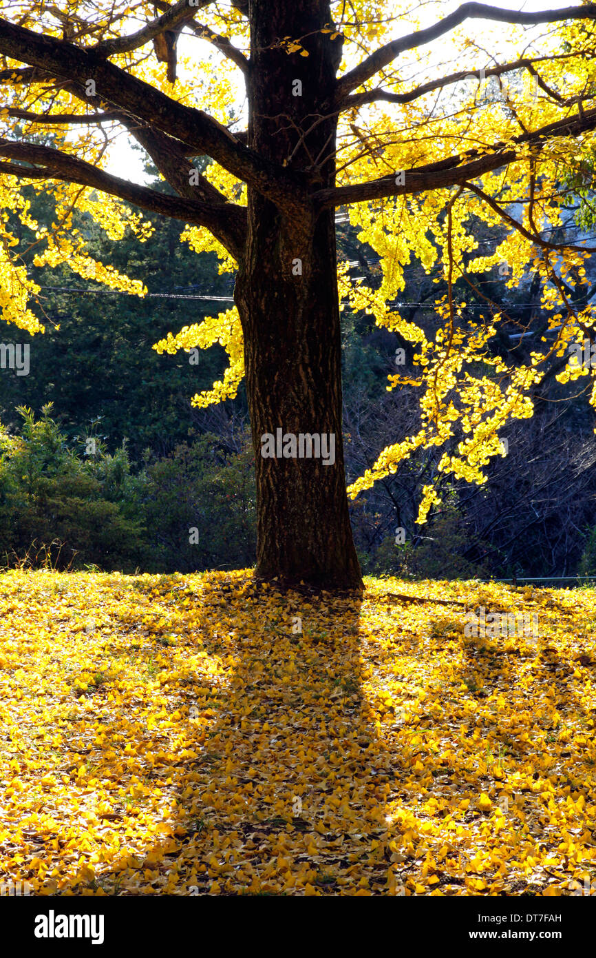 Ginkgo tree in autumn color at Sayama Shizen-koen park Tokorozawa ...
