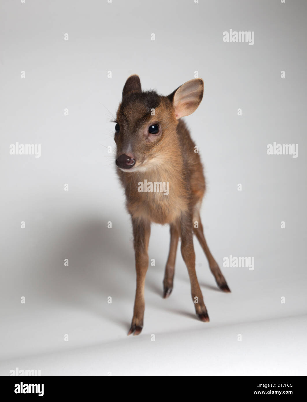 Juvenile muntjac deer hi-res stock photography and images - Alamy