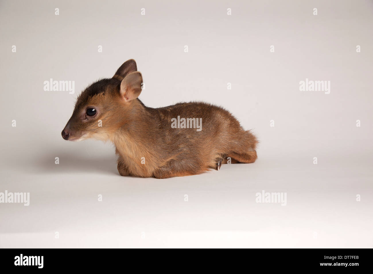 Asian deer species hi-res stock photography and images - Alamy