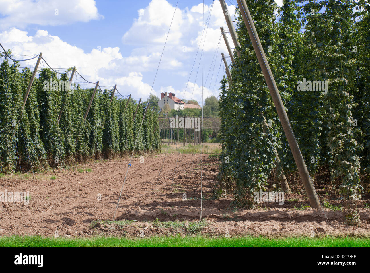 Hoppy lager hi-res stock photography and images - Alamy