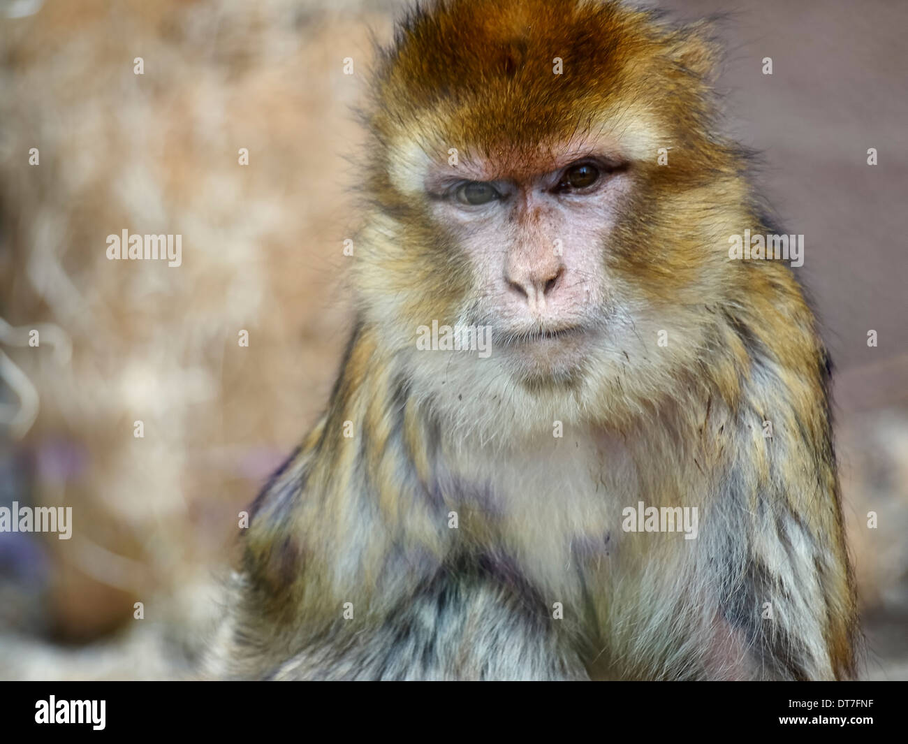 Angry monkey hi-res stock photography and images - Alamy