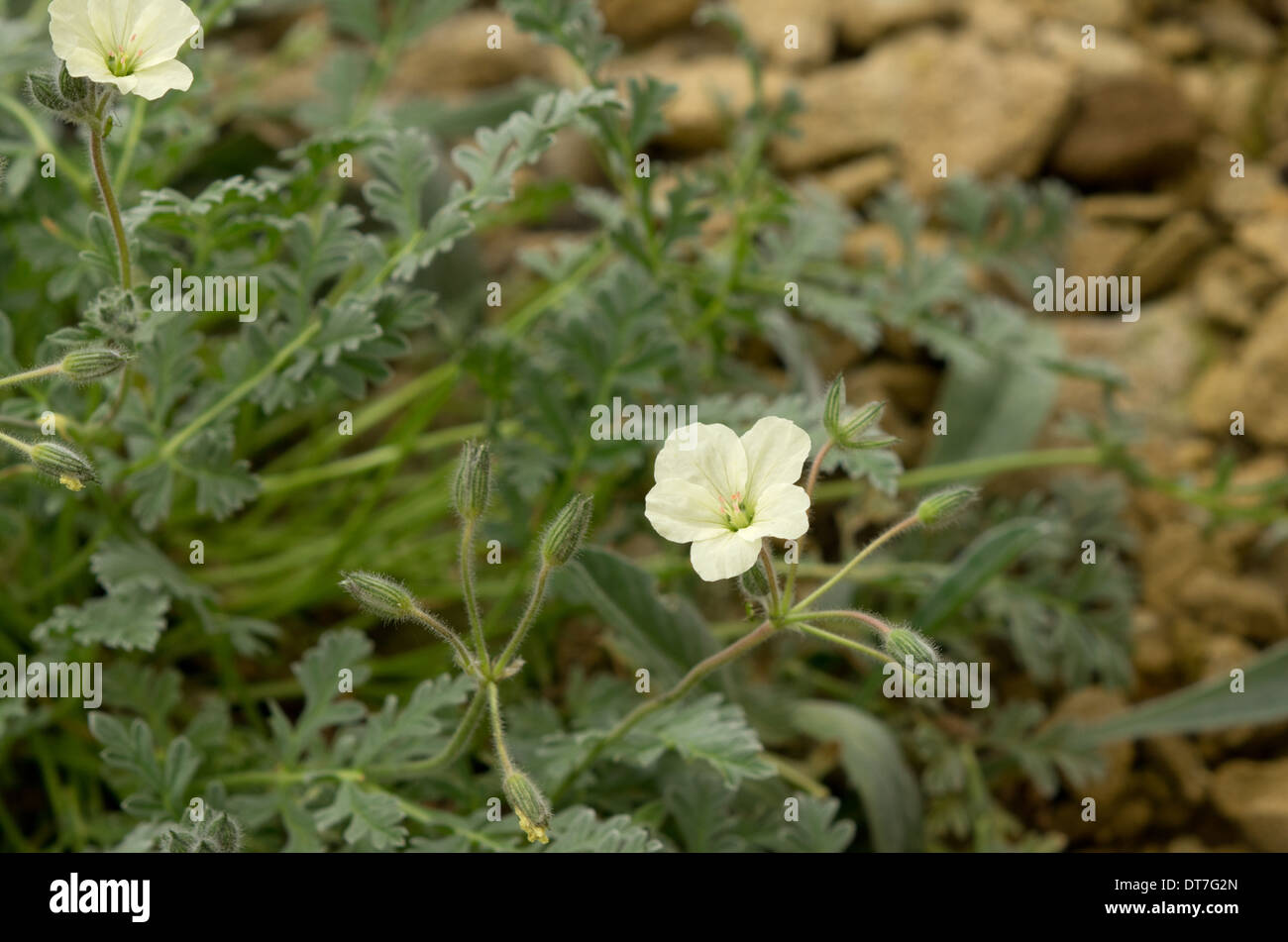 Erodium chrysanthum hi-res stock photography and images - Alamy