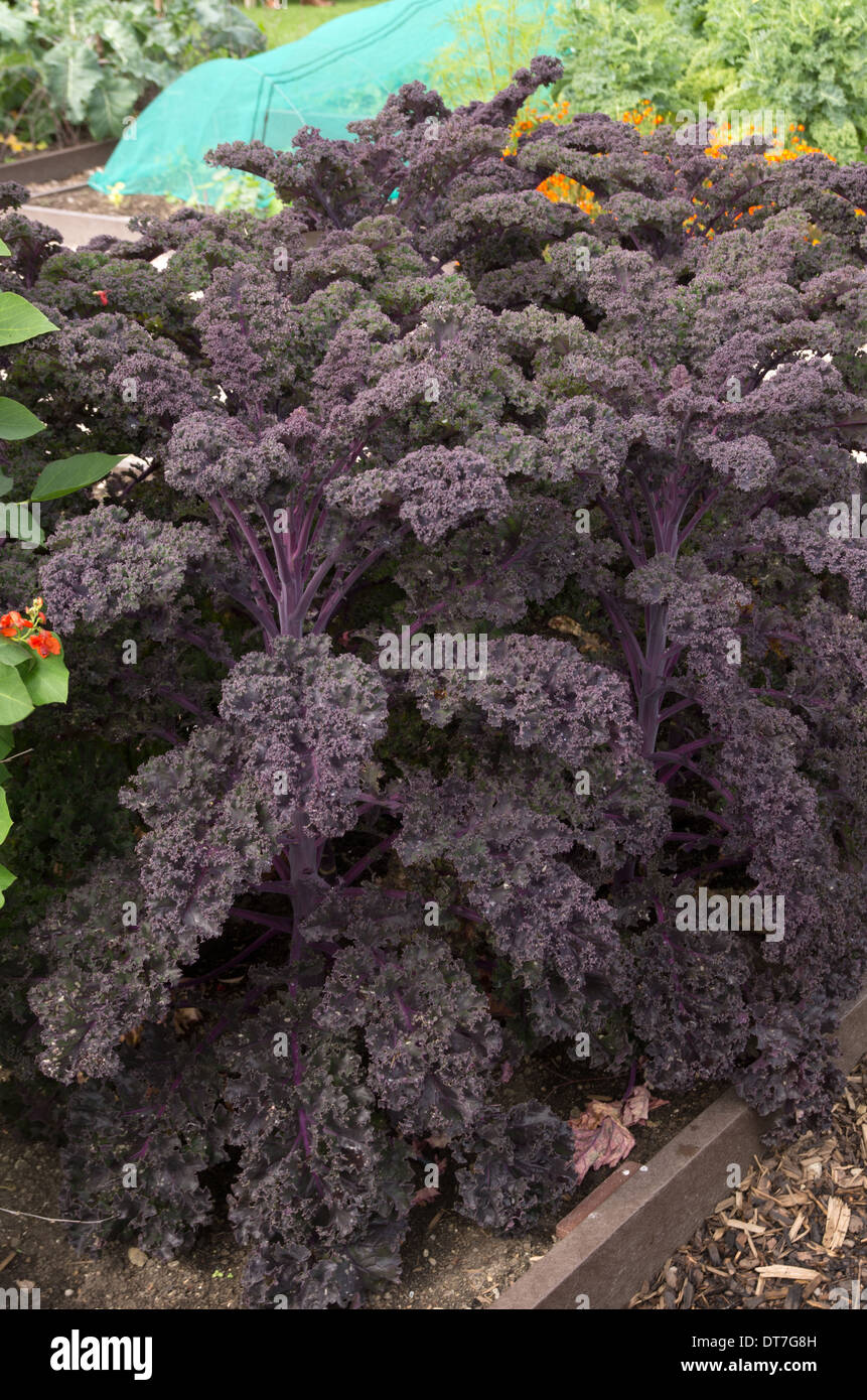 Red kale leaf hi-res stock photography and images - Alamy