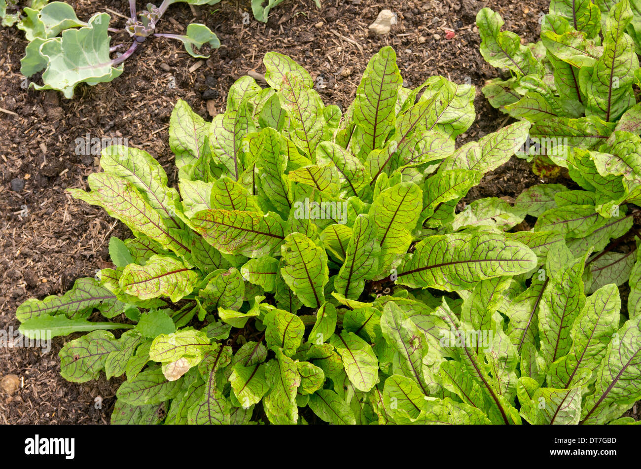 Rumex hi-res stock photography and images - Alamy