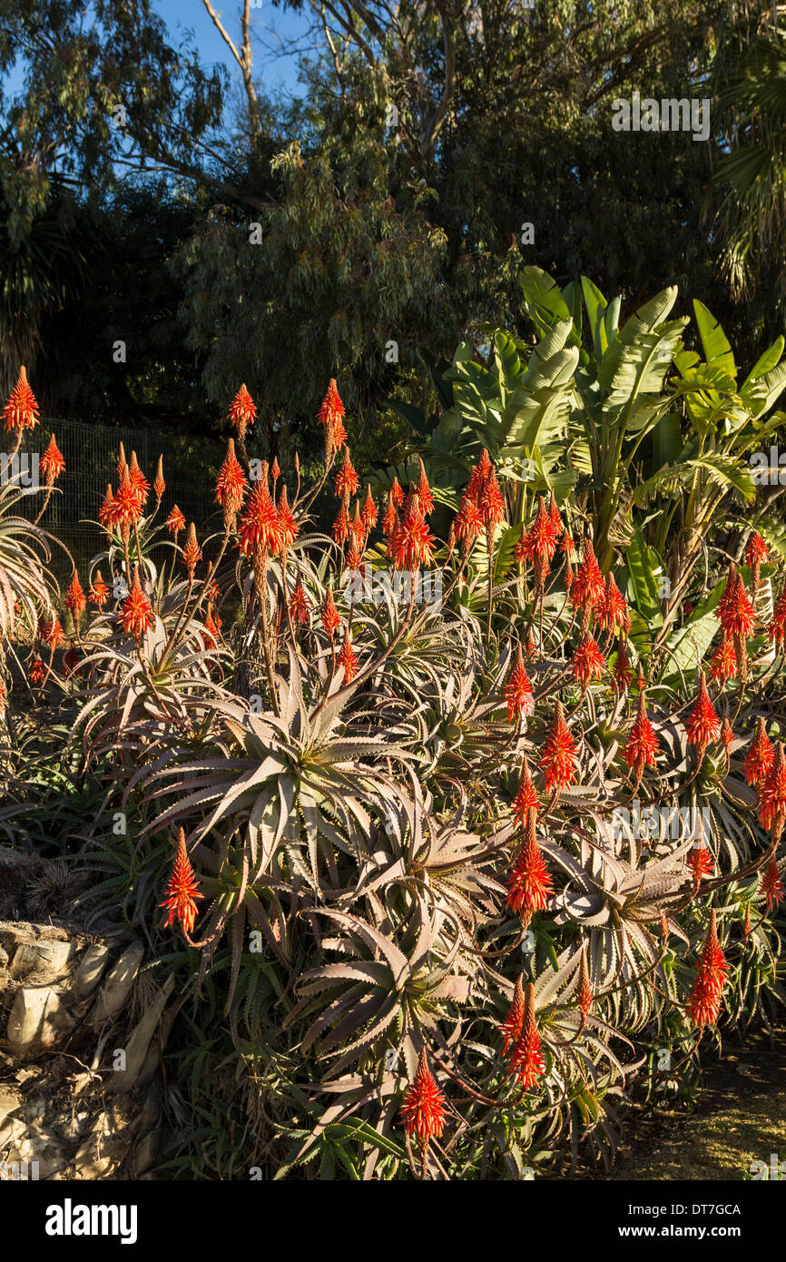 Plants aloe vera plant hi-res stock photography and images - Alamy
