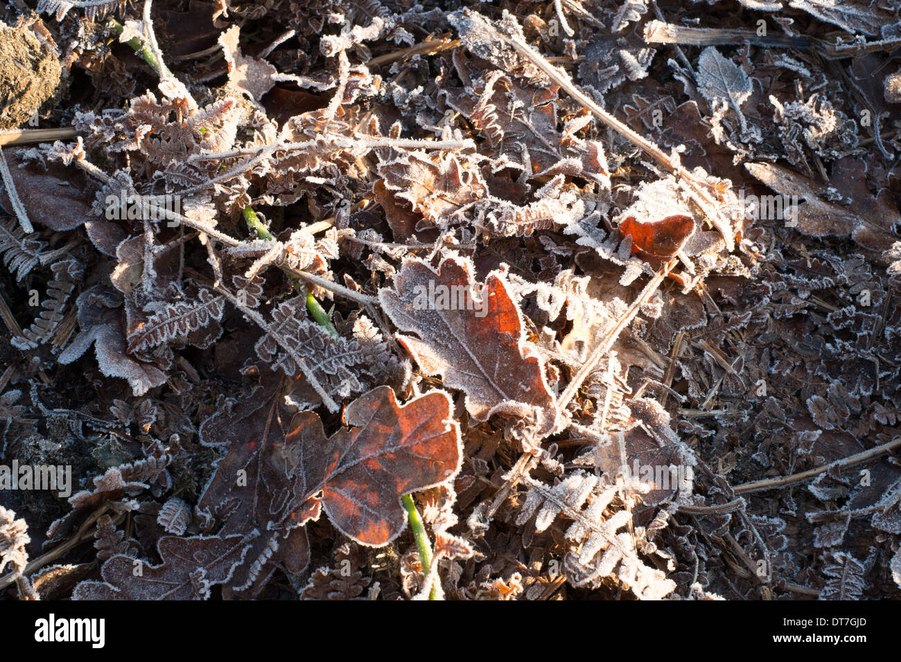 Oak leaves frozen in winter genus quercus Stock Photo - Alamy
