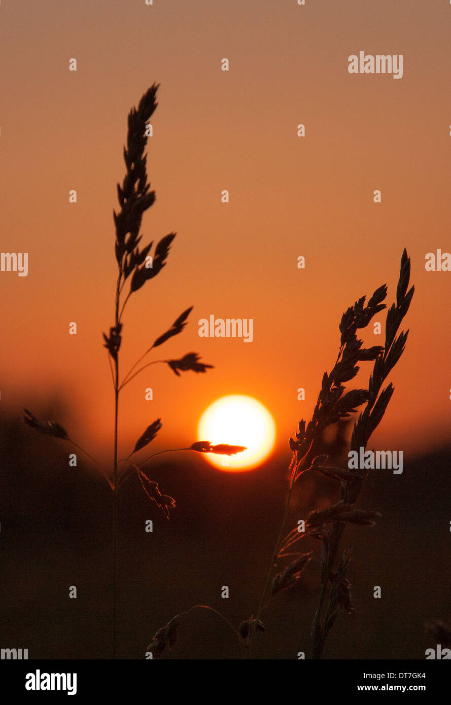 Grasses at sunset Stock Photo - Alamy