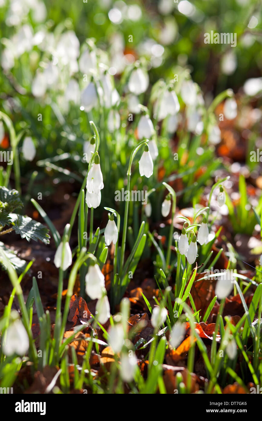 Snowdrops in sunshine after rainfall, UK, England Stock Photo - Alamy