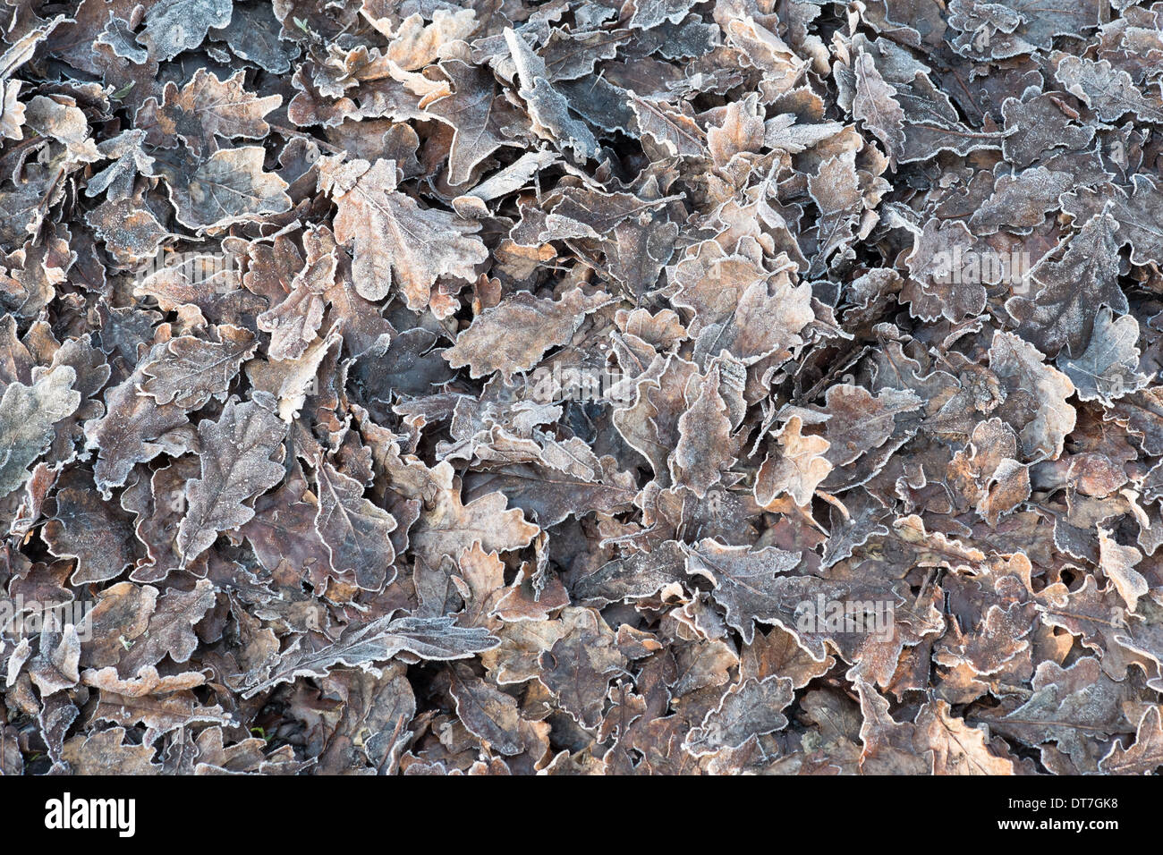 Frozen oak leaves in winter genus quercus Stock Photo - Alamy