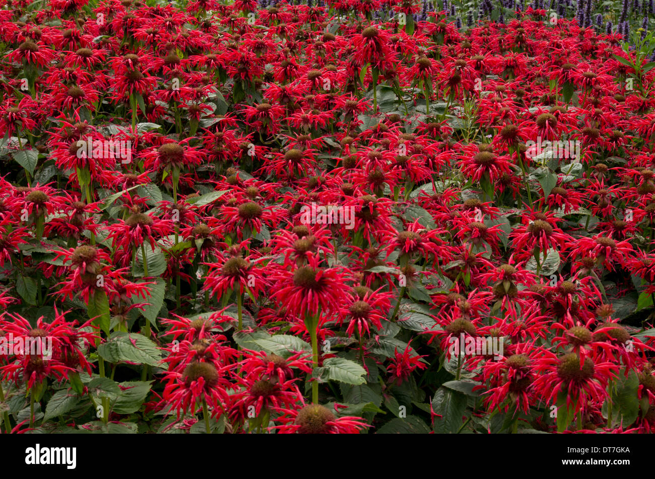 Scarlet Monarda Stock Photos & Scarlet Monarda Stock Images - Alamy