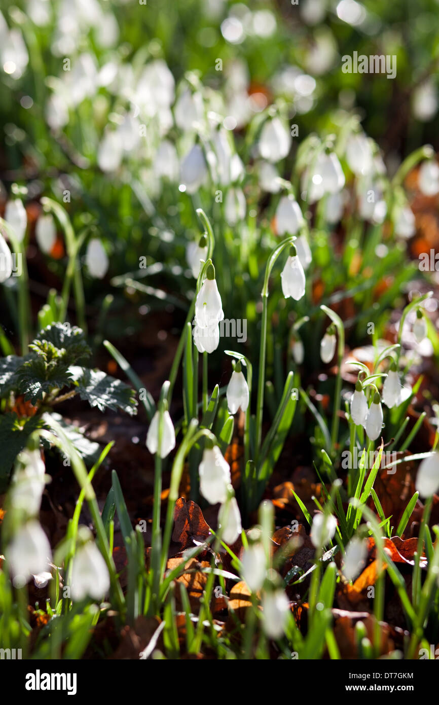 Snowdrops after rainfall, February, UK, England Stock Photo - Alamy