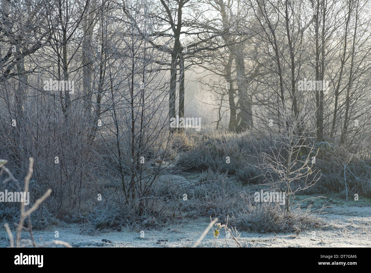 Frost on trees on a cold morning in Sutton Park, Sutton Coldfield ...
