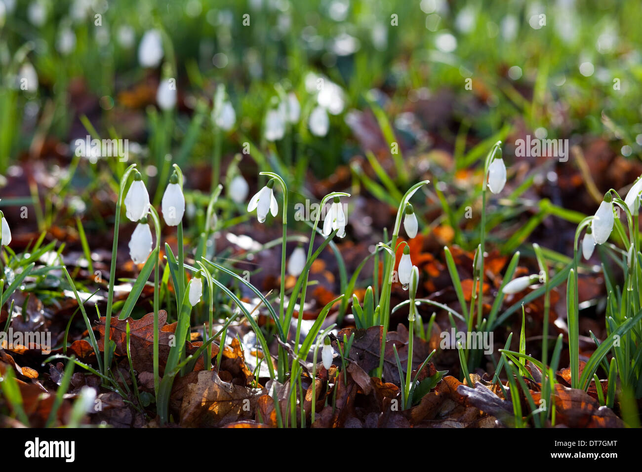 Snowdrops after rainfall, red leaves on the ground Stock Photo - Alamy