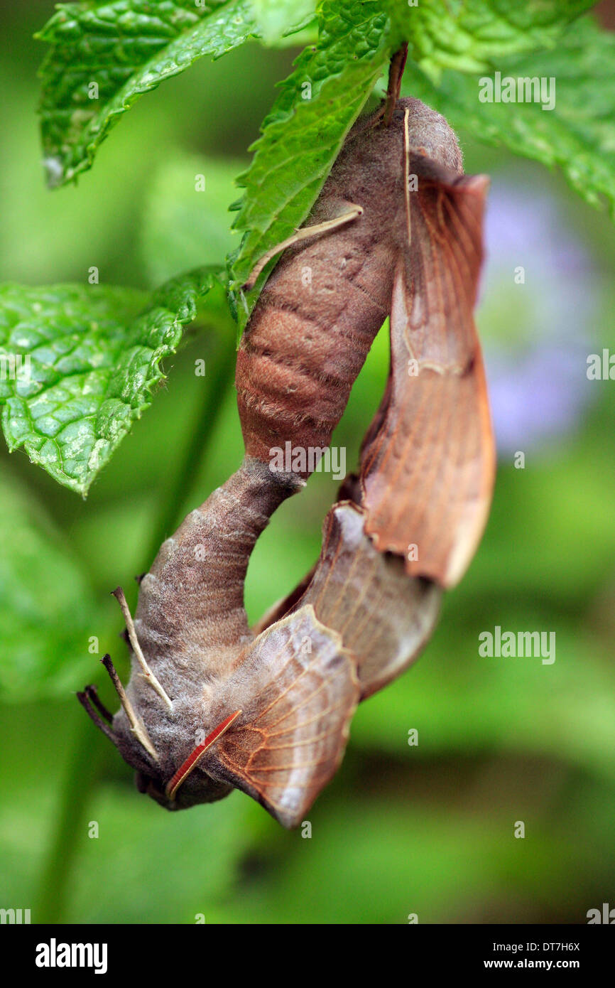 Hawkmoths hi-res stock photography and images - Alamy