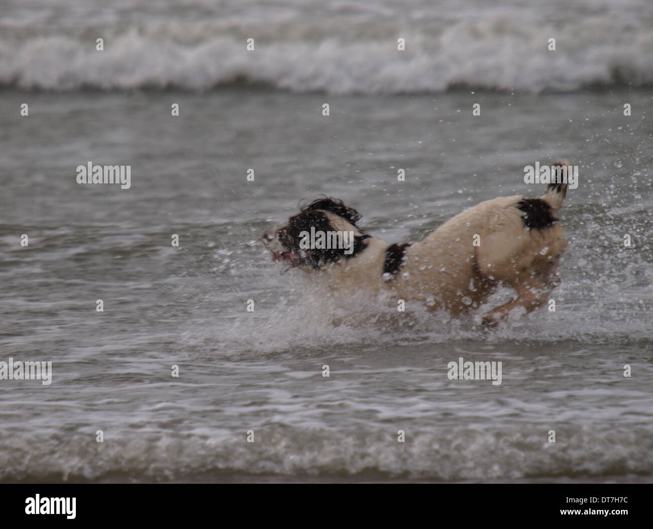 Springer spaniel dog jumping into the sea Stock Photo - Alamy