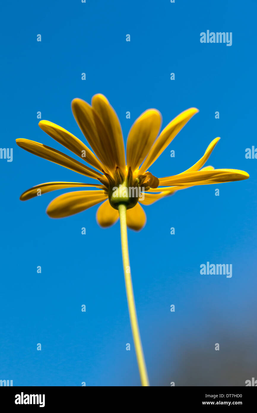 Pretty yellow flower hi-res stock photography and images - Alamy