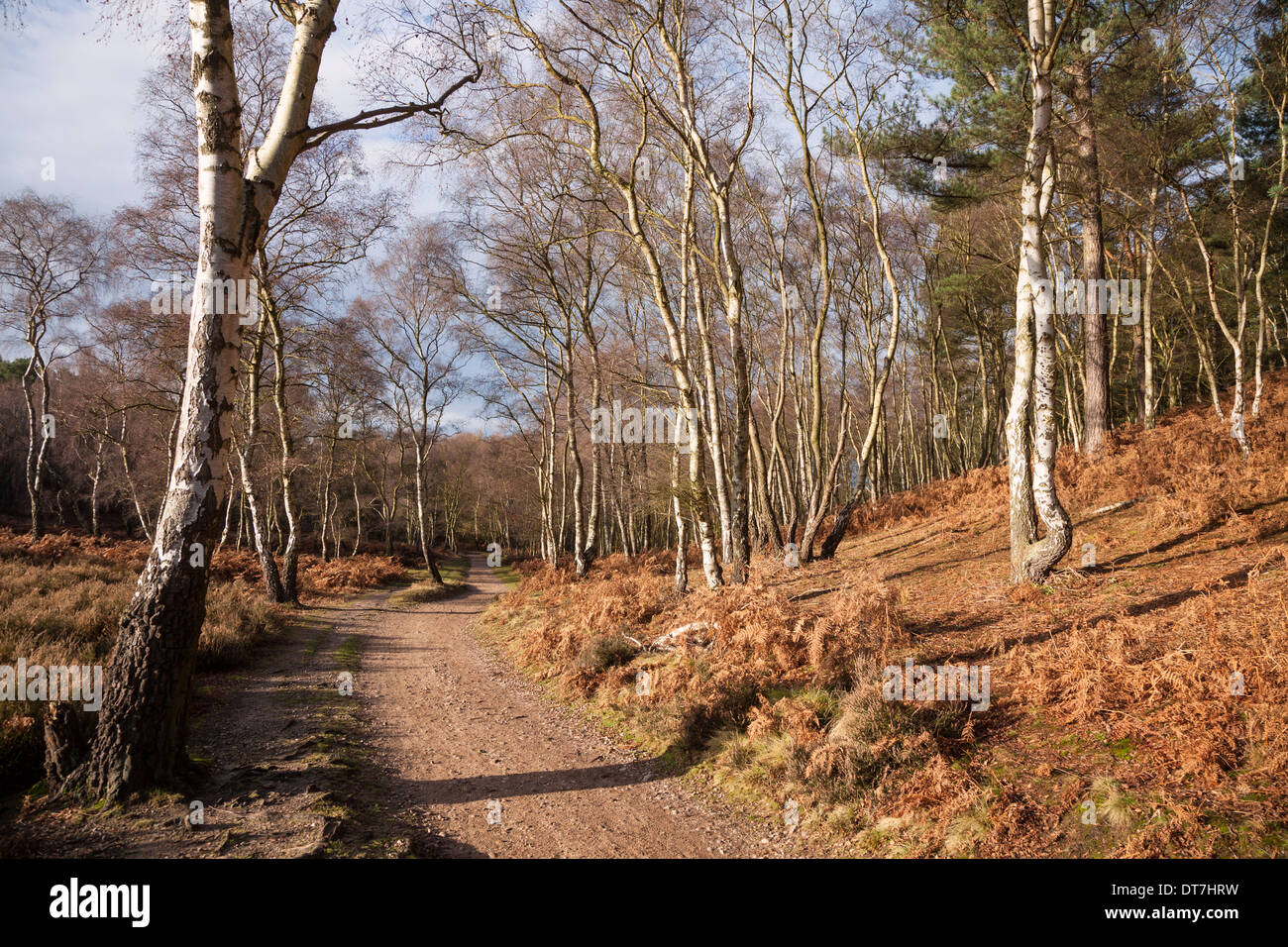 Silver Birch trees at Beggar's Hill Seven Springs Stafford in Cannock ...