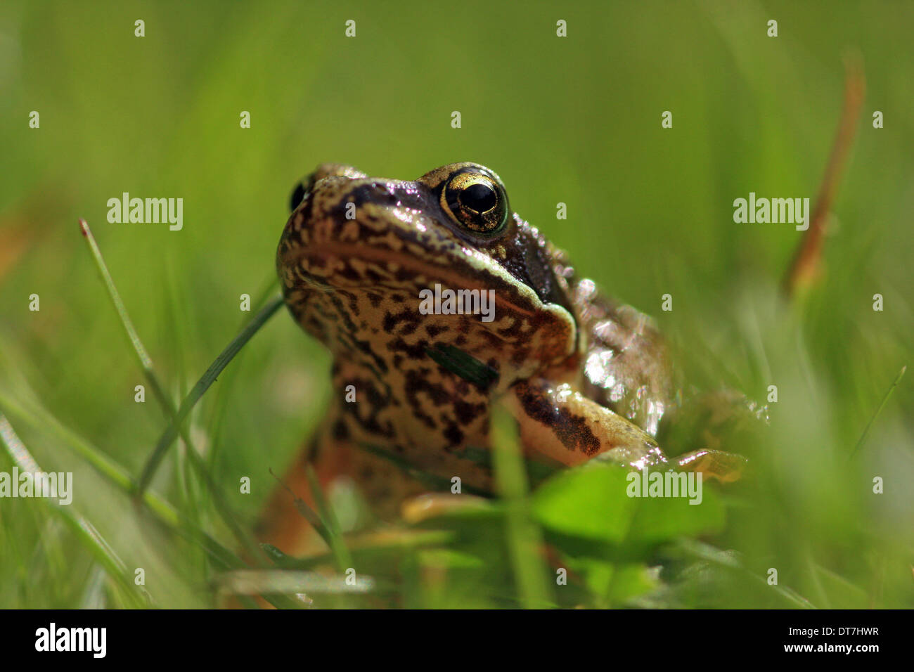 small frog looking into camera Stock Photo - Alamy