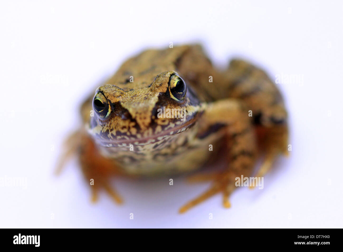 small frog looking into camera Stock Photo - Alamy