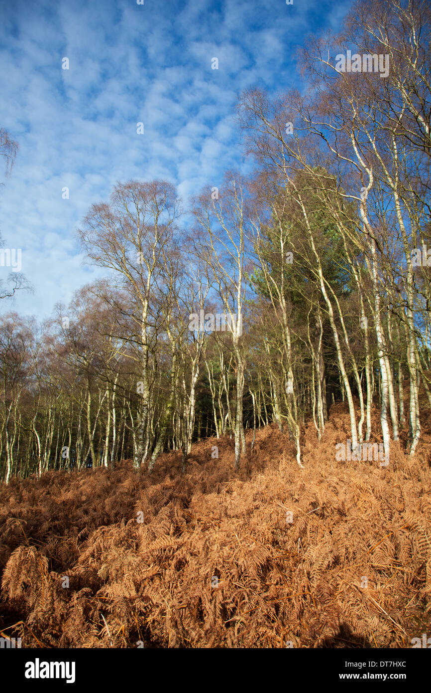 Silver Birch trees at Beggar's Hill Seven Springs Stafford in Cannock ...