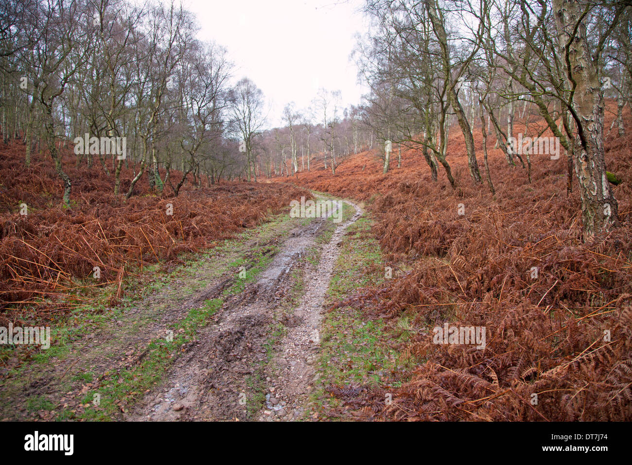 Sherbrook valley cannock chase hi-res stock photography and images - Alamy