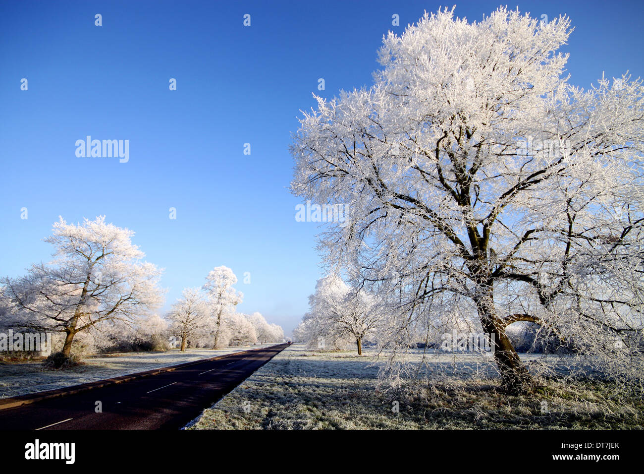 Trees covered in hoar frost in Malvern UK Stock Photo - Alamy