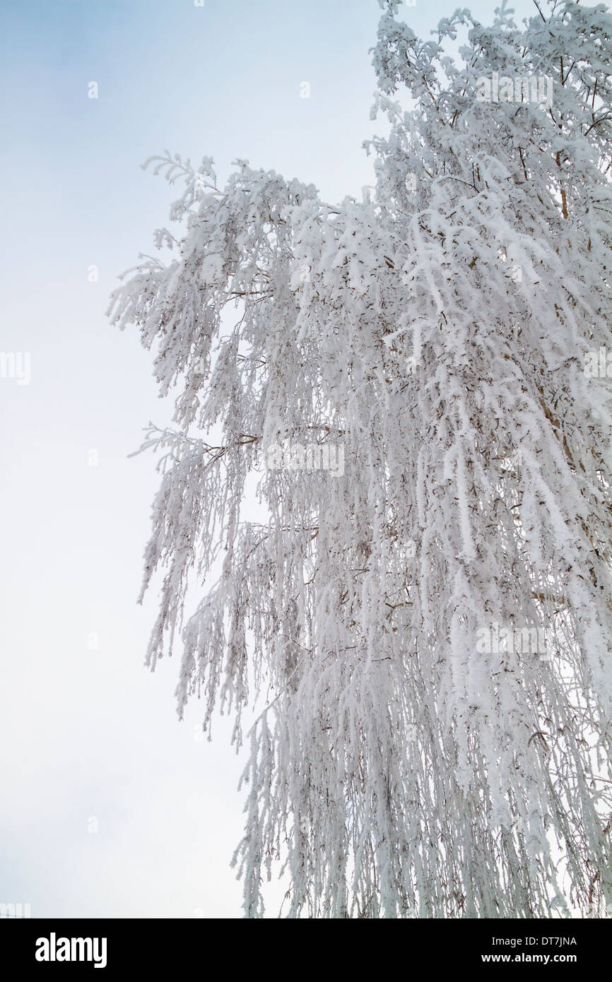Photo of a tree covered with ice Stock Photo - Alamy