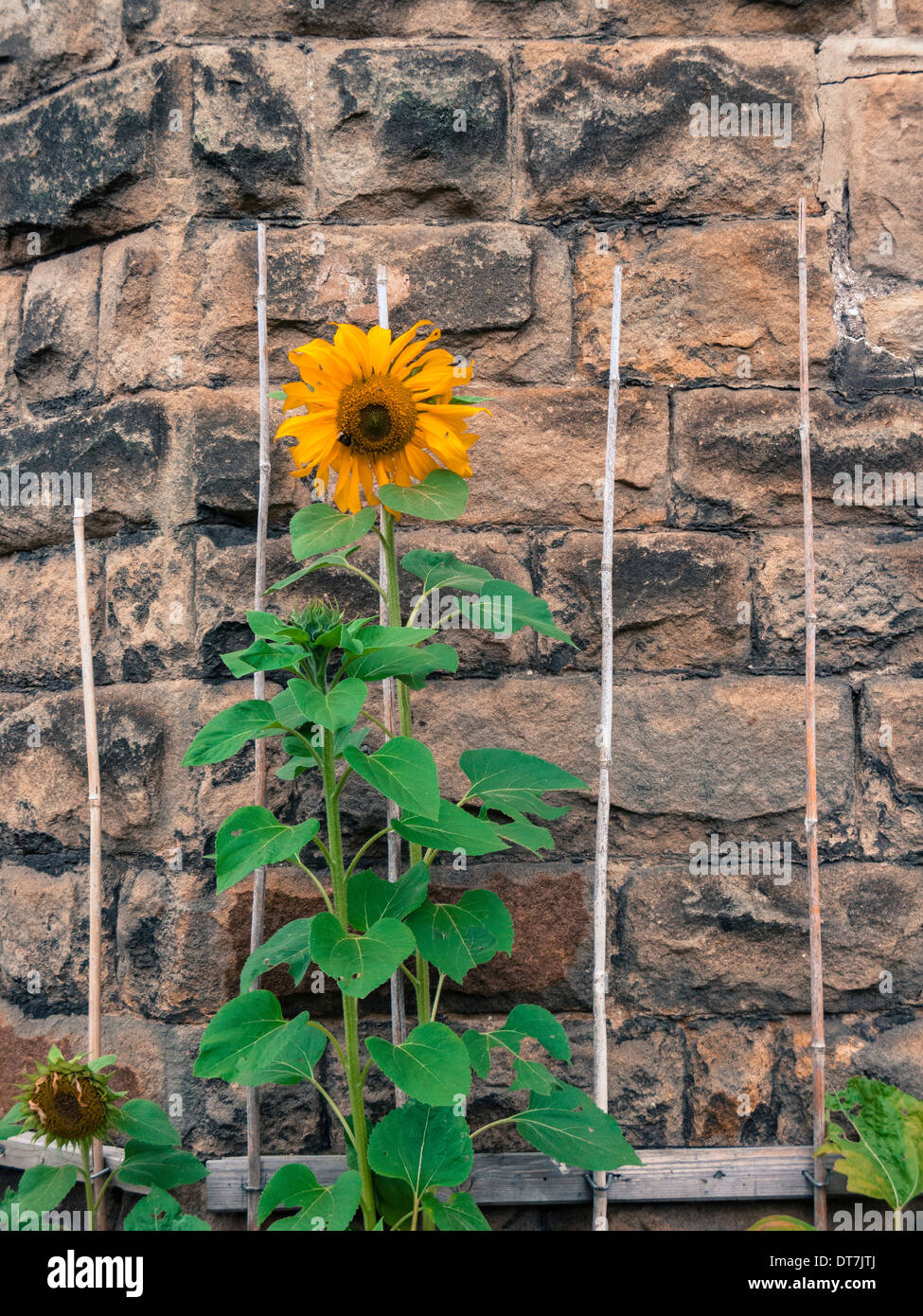 Sunflower against an old stone wall supported by canes Stock Photo - Alamy
