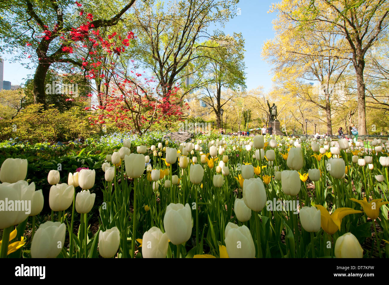Spring tulips on the Mall in Central Park, New York City USA Stock ...