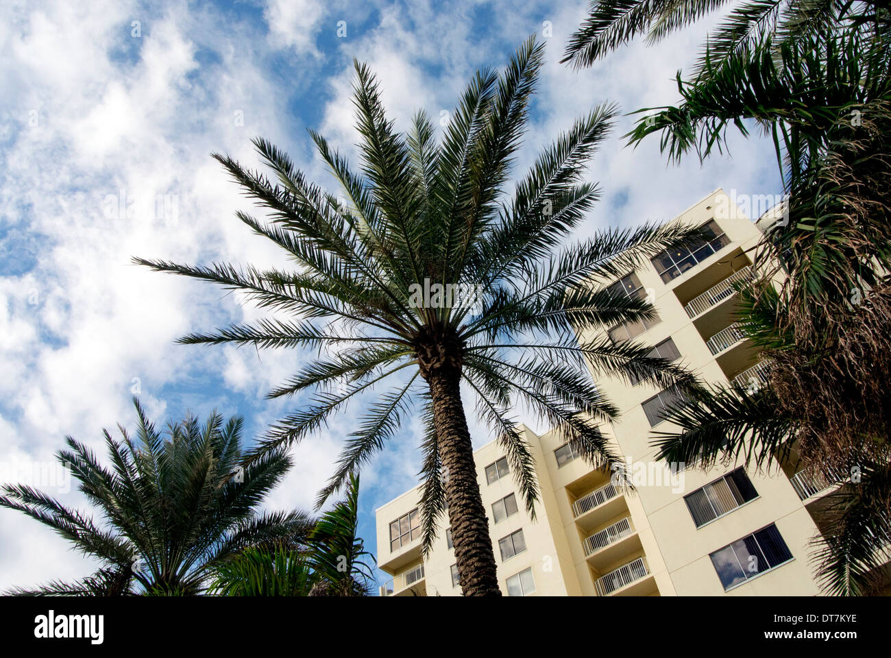 Palms in front of condos Stock Photo - Alamy
